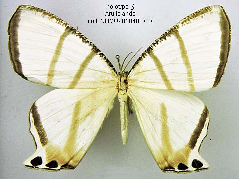 Papua Insects Foundation (Lepidoptera/Uraniidae/Uraniinae/Cyphura aruensis)